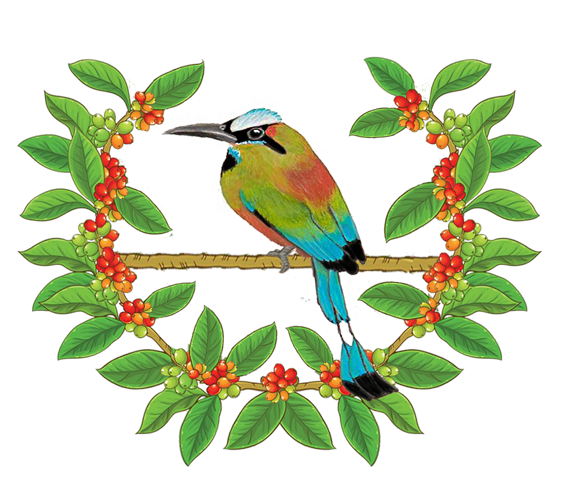 Cafetal 503 Coffee – Bayuncos™